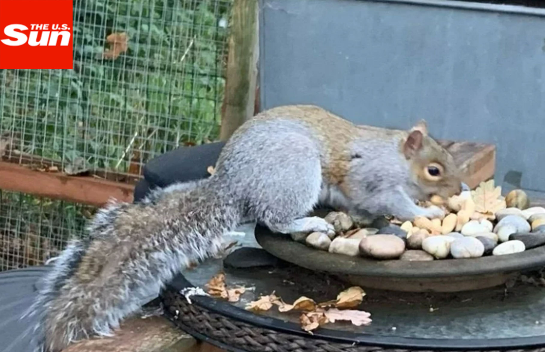 회색 다람쥐 그림 우리나라에 들어오면